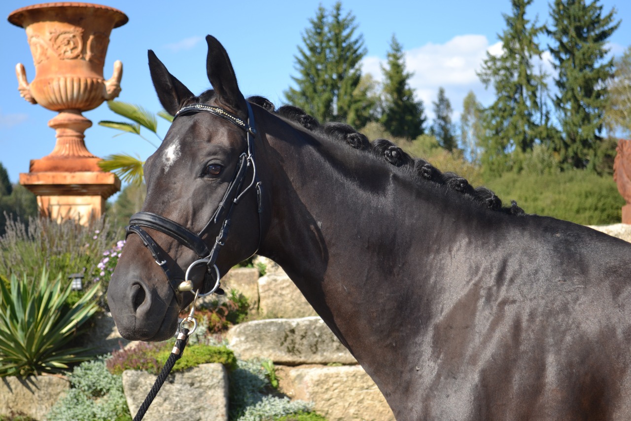 Santino :: Dressage Stable Umlauf